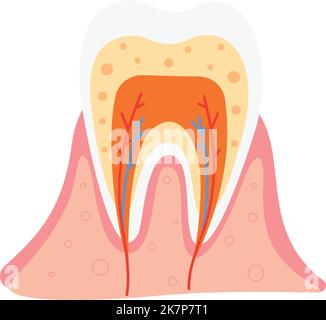 Tooth anatomy poster. Teeth structure scheme with inscriptions. Dental ...