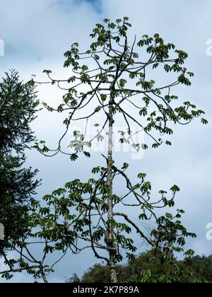 Cecropia Trees in tropical forest Stock Photo - Alamy