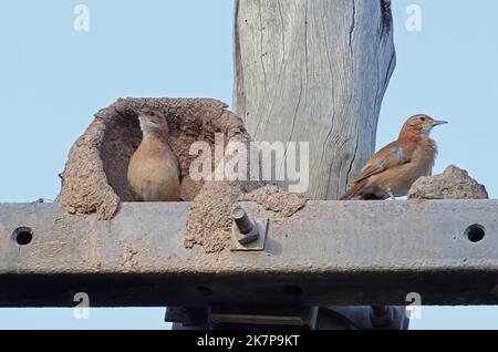 Rufous Hornero (Furnarius rufus) pair in partially built nest on power ...