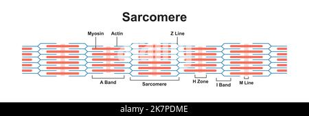 Scientific Designing of Sarcomere. Muscular Sarcomere Illustration ...