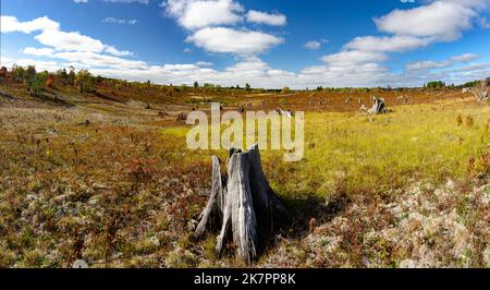 Kingston Plains in the Lake Superior State Forest in Michigan's Upper ...