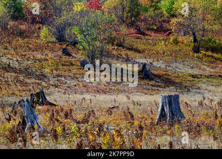 Kingston Plains in the Lake Superior State Forest in Michigan's Upper ...