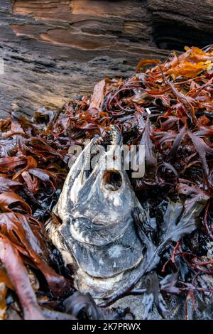 Dead red salmon fish on the beach in Alaska Stock Photo - Alamy