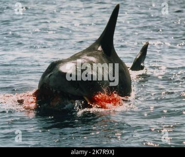 MECHANICAL SHARK, JAWS, 1975 Stock Photo - Alamy