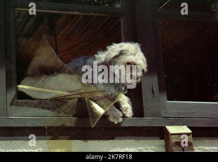 Chomps The Dog Film: C.H.O.M.P.S (1979) Director: Don Chaffey 21 ...