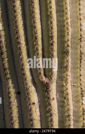 Close-up of Neobuxbaumia tetetzo (Tetetzo) cacti at the Tehuacan ...