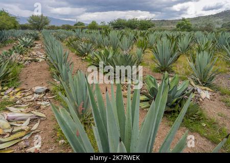 An agave plantation for the Mezcal production in the Valley of Oaxaca ...