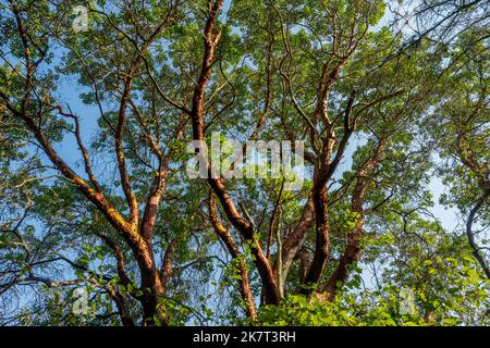 A Pacific madrone tree at Fort Townsend Historical State Park near Port ...