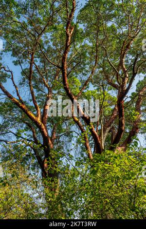 A Pacific madrone tree at Fort Townsend Historical State Park near Port ...