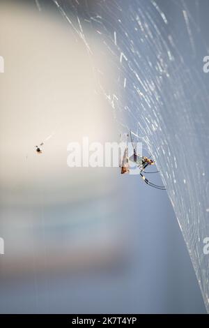 A female spider captured red dragonflies in her web. This spider is ...
