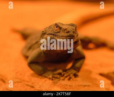 Chuckwalla lizzard is warming up under heat lamps in the terrarium ...