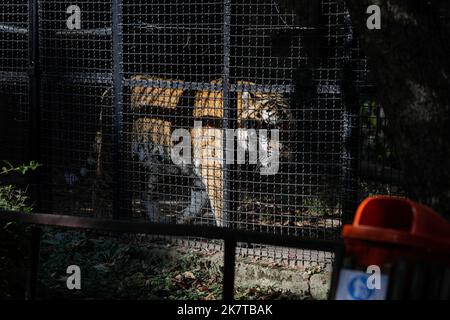 Caged Indian tiger in an eastern European zoo. Caged wildlife. Animal ...
