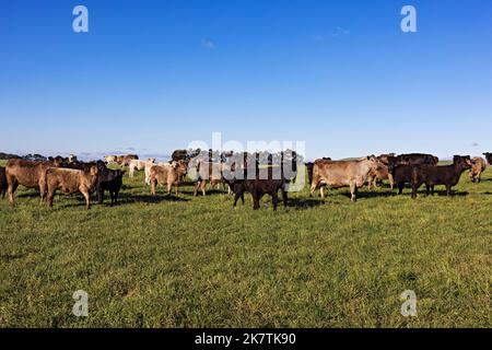 Learmonth Australia. / Cattle grazing on lush pasture.Learmonth is in ...