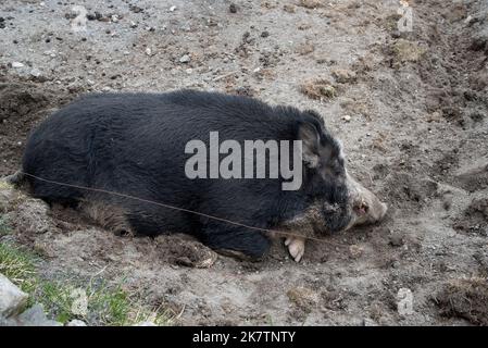 pig around a Viking chieftain's longhouse in Borg on Vestvågøya island ...
