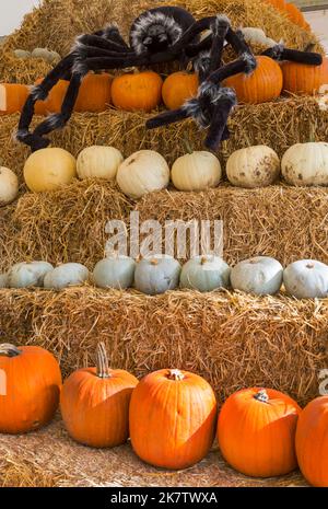 Pumpkin Time at Sunnyfields Farm in Totton, Hampshire UK in October as ...