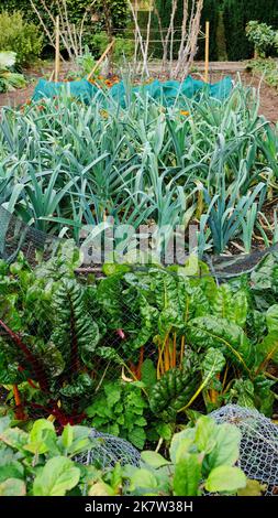 Autumnal allotment garden with raised bed Stock Photo - Alamy