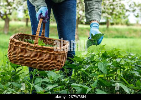 Woman picking nettle herbs into basket at spring season in nature ...