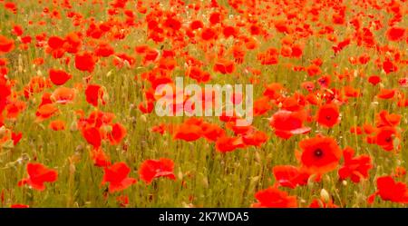 Poppy Fields Showing Bright Red Flowers for remembrance armistice ...