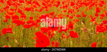 Poppy Fields Showing Bright Red Flowers for remembrance armistice ...