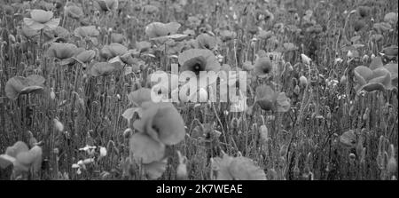 Poppy Fields Showing Bright Red Flowers for remembrance armistice ...