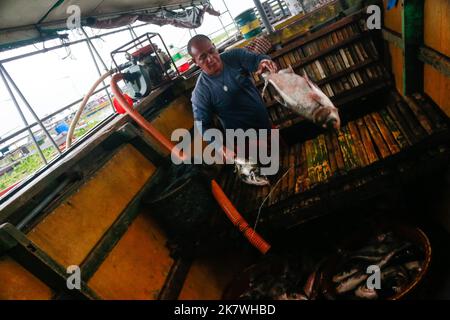 Binangonan, Philippines. 19th Oct, 2022. Fishermen unloads 2.5 tons of ...