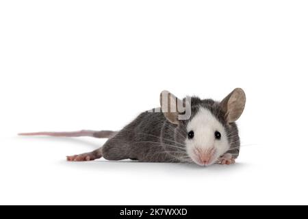 Cute young blue Hereford mouse, standing facing front. Looking towards ...