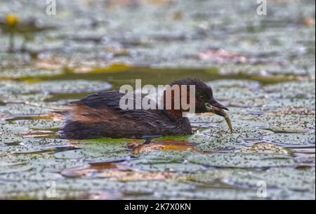 Little Grebe with stickleback in water at RSPB Rainham Marshes Nature ...