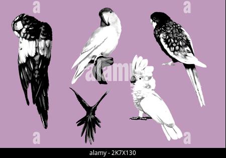 a large set of cockatoo parrots. Realistic illustration of parrot ...