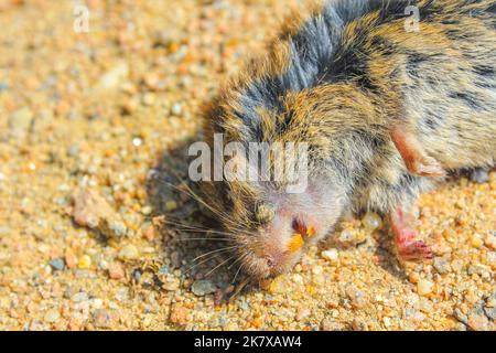 Dead flattened mouse rat on the road in Cuxhaven Lower Saxony Germany ...