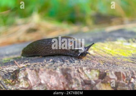 Black dark brown snail snall without shell house crawls along forest ...