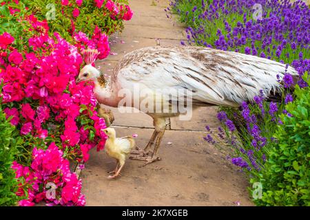 Peahen bird with babies in a garden of nice house in Saltwood,Kent,UK ...