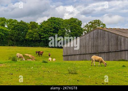 Cattle on a pasture near Saltwood Hythe Kent,England Stock Photo - Alamy