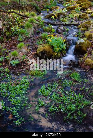 Marsh Marigolds grow in wet areas along side streams and wetlands ...