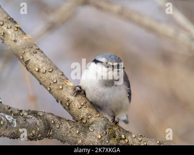 Eurasian nuthatch or wood nuthatch, lat. Sitta europaea, sitting on a ...