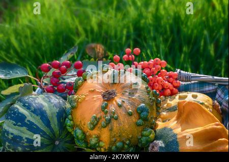 decorative pumpkins of different varieties are collected against a ...