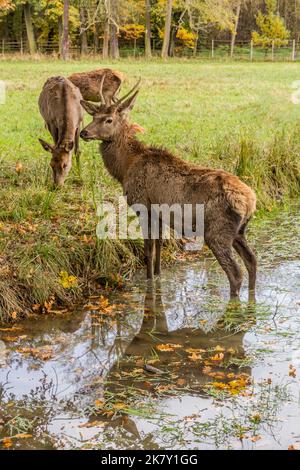 Deer in the game enclosure in Castolovice, Czech Republic Stock Photo ...