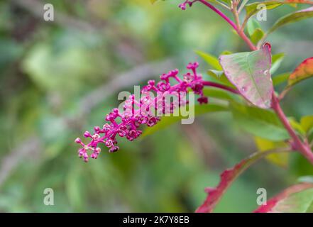detailed close-up of Pokeweed raceme (dragonberries, inkberries, poke ...