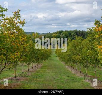 rows of Walnut trees (Juglans) in an orchard Stock Photo - Alamy