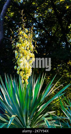 close-up of a flowering Twisted Yucca (Rock Yucca, Texas Yucca, Yucca ...