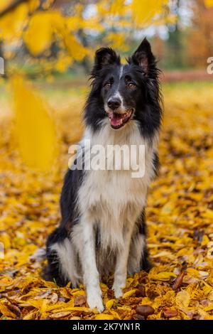 Adult border collie dog with colorful background Stock Photo - Alamy