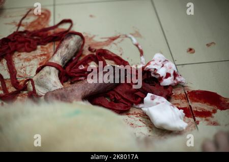 Dog blood. Wounded pet paw. Lot of blood in animal. Injured animal in ...