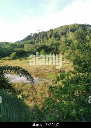 wild green vegetation at the uncultivated land Stock Photo - Alamy