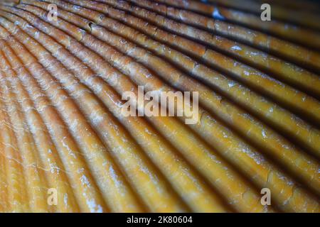 Orange Scallop sea shell from Florida Stock Photo - Alamy