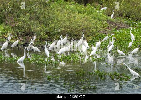 Great Egrets and wood storks in shallow ponds in the Transpanateria ...