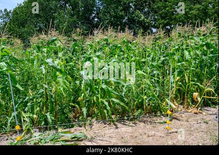 Row of sweet corn behind an electric fence Stock Photo - Alamy