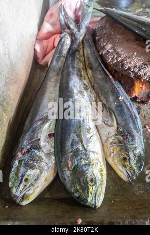 Caught mahi mahi fish at a local market in Iloilo, Philippines Stock ...