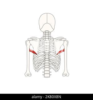 human anatomy drawing musculus teres major Stock Photo - Alamy