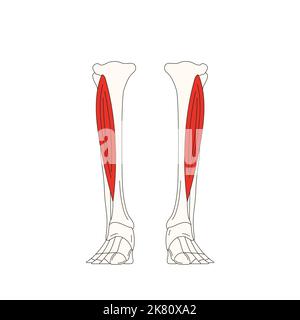 human anatomy drawing tibial muscle Stock Photo - Alamy