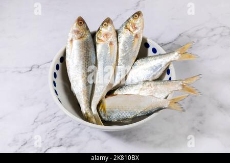 gizzard shad fish Stock Photo - Alamy