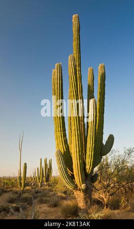 Boojum trees (Fouquieria columnaris) in the cactus rich part of the ...